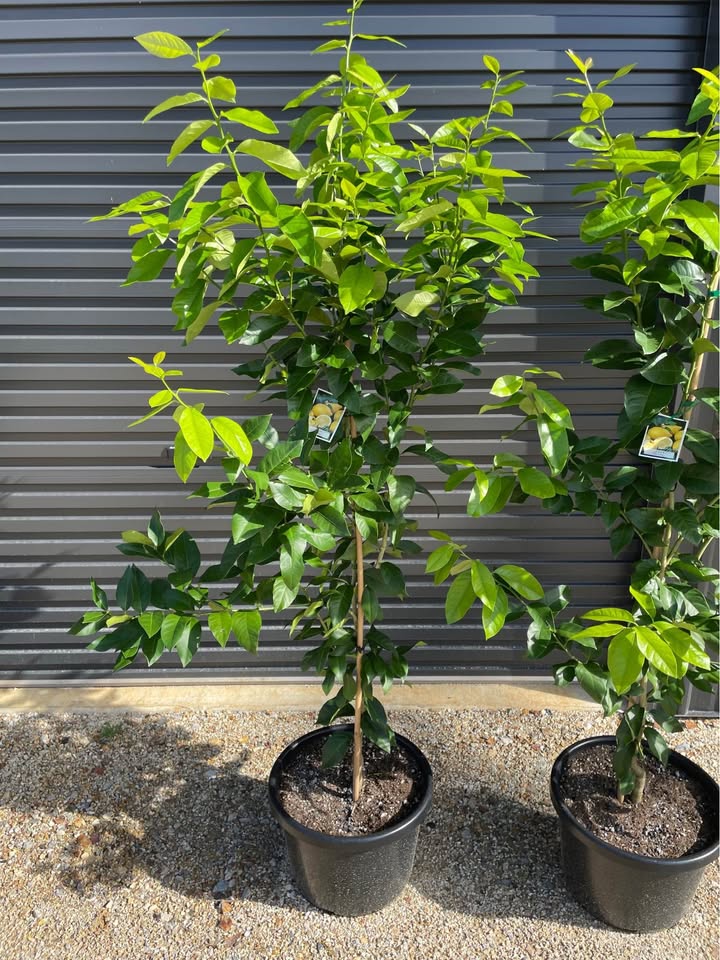 Advanced Lemon Tree - 2m Tall – Tulloch Horticulture