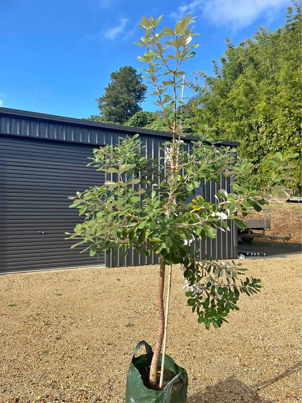 Banksia Integrifolia - 2m – Tulloch Horticulture