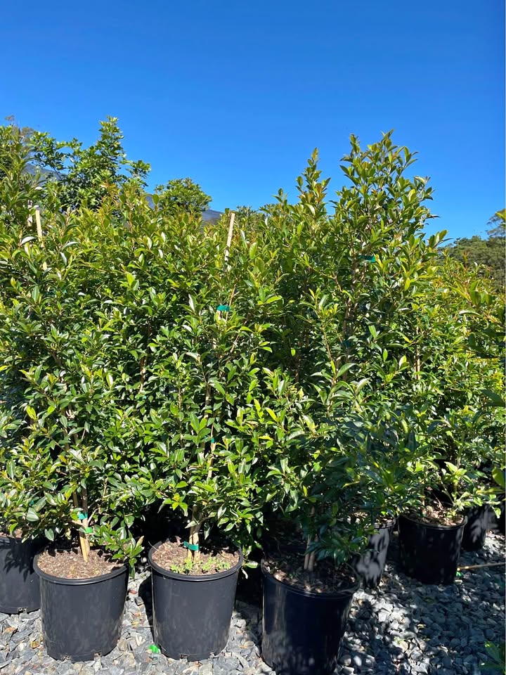 Lilly Pilly Select – Tulloch Horticulture